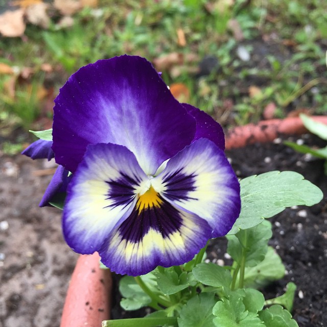 Photography: Angry Flower – Julio Angel Ortiz | Writer